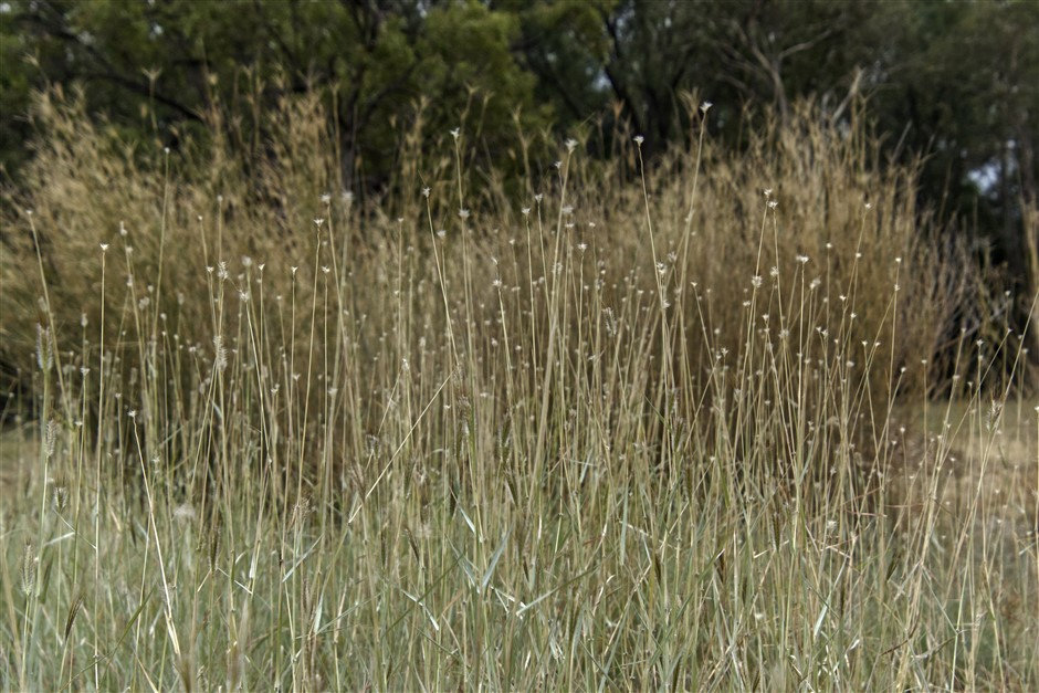 BARLEY MITCHELL GRASS